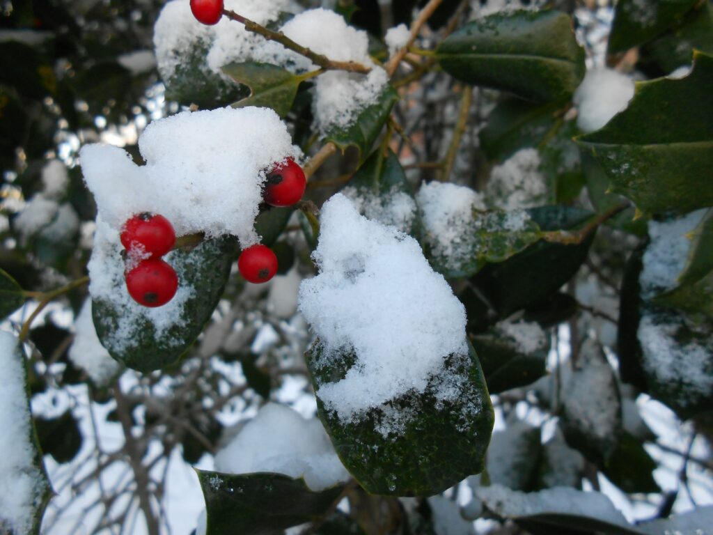 Plant of the Month: Winterberry