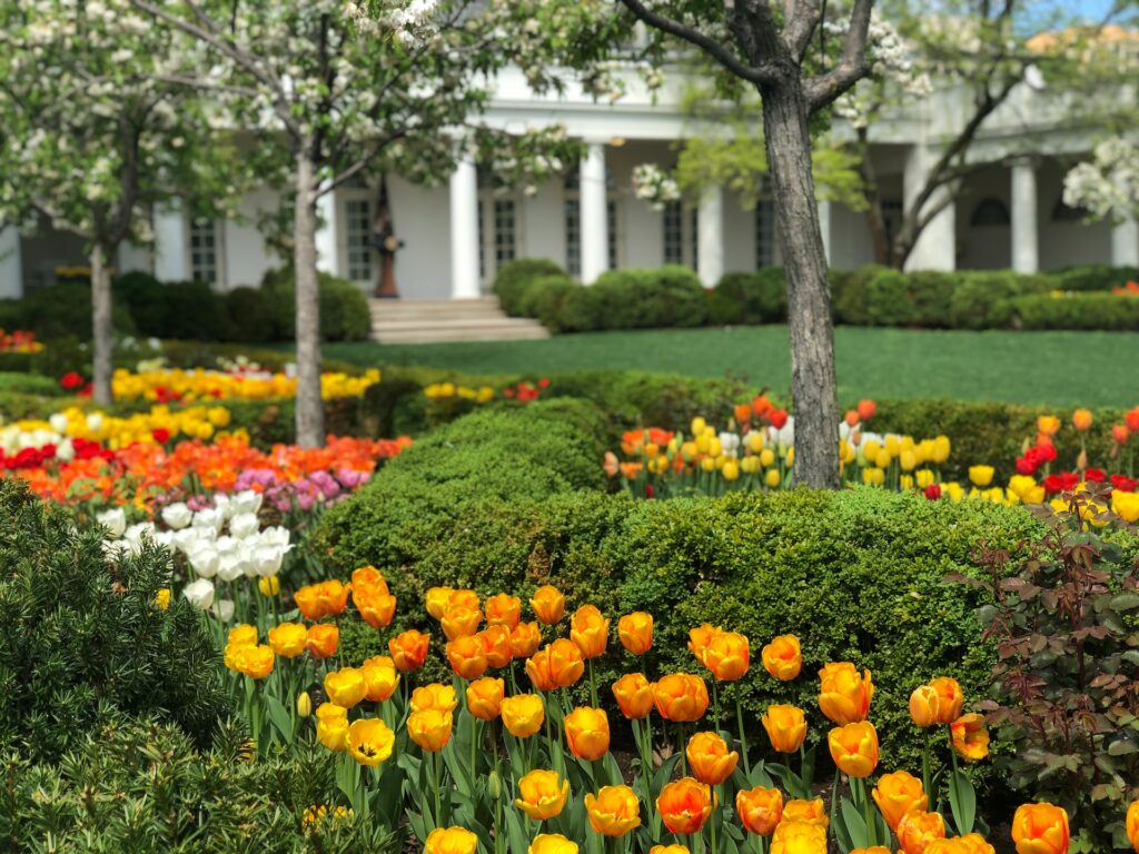 Plant of the Month: Tulips